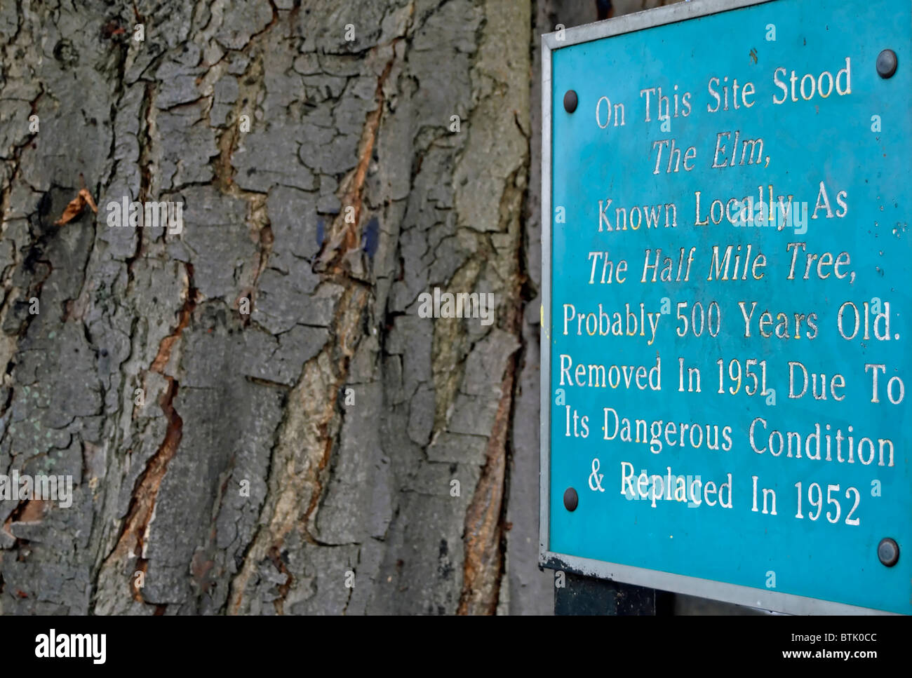 English elm tree hi-res stock photography and images - Alamy