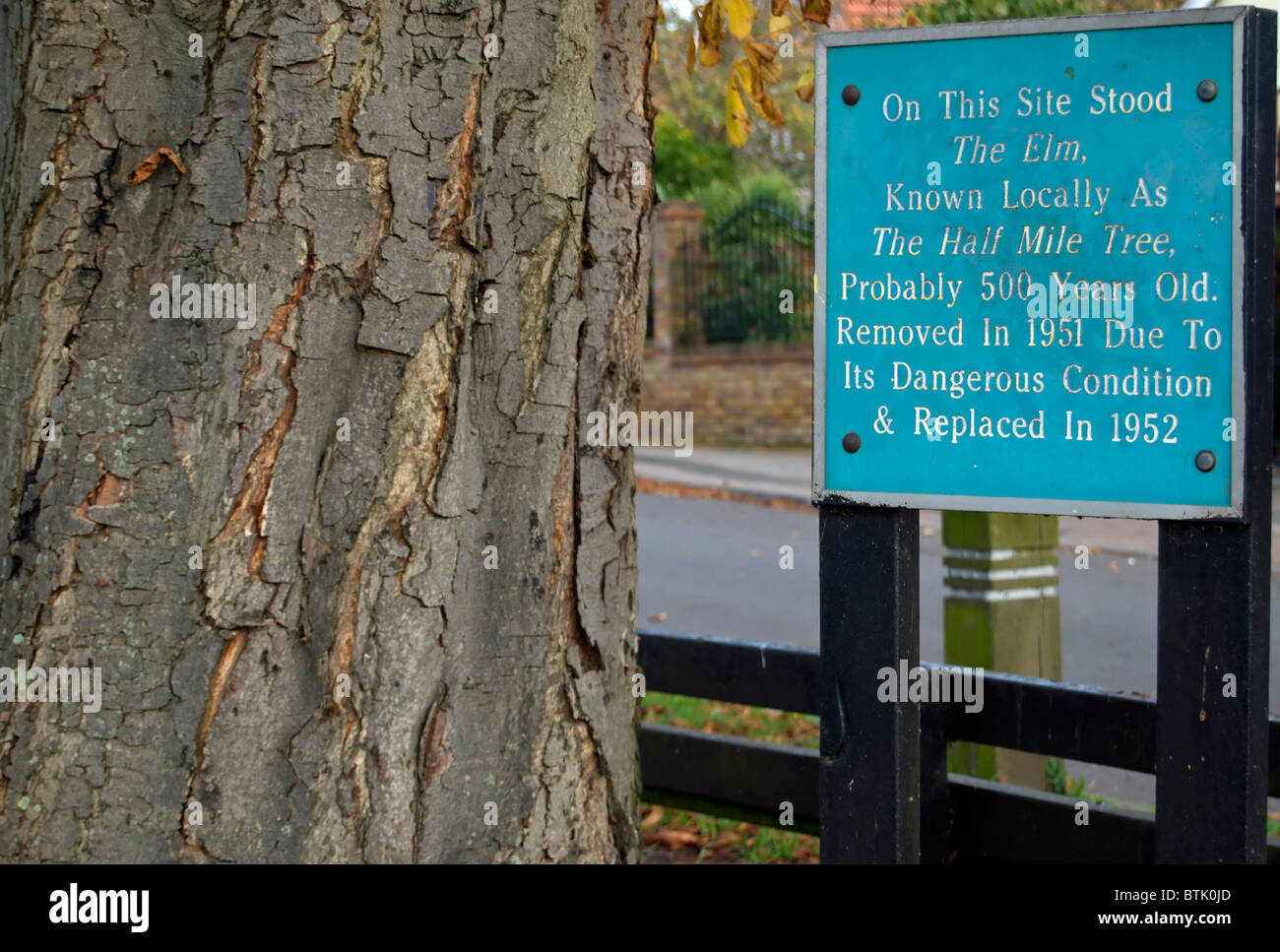 English elm tree hi-res stock photography and images - Alamy