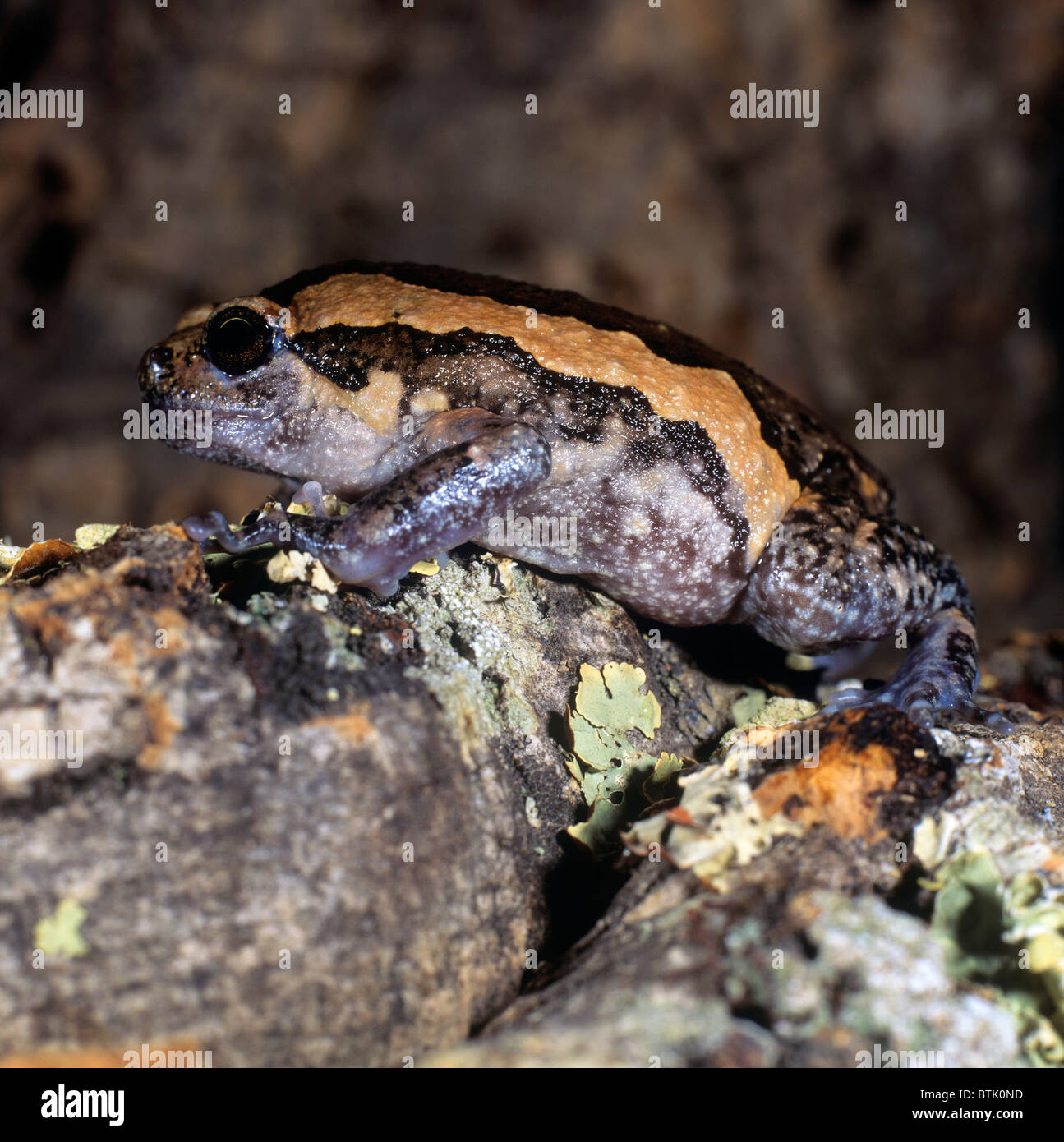 Banded Bull Frog, Chubby Frog (Kaloula pulchra) on bark Stock Photo - Alamy