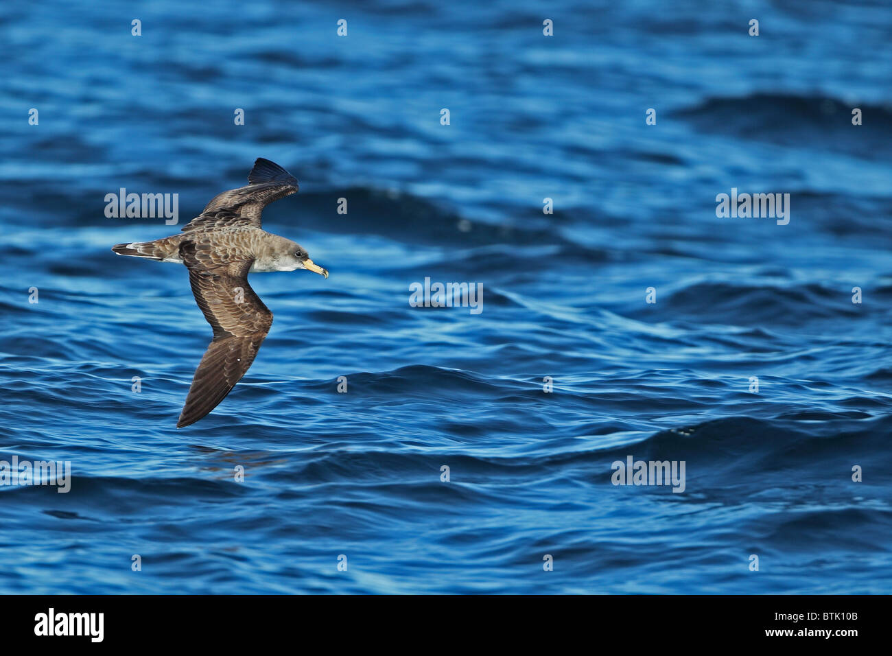 Cory’s Shearwater (Calonectris diomedea borealis Stock Photo - Alamy
