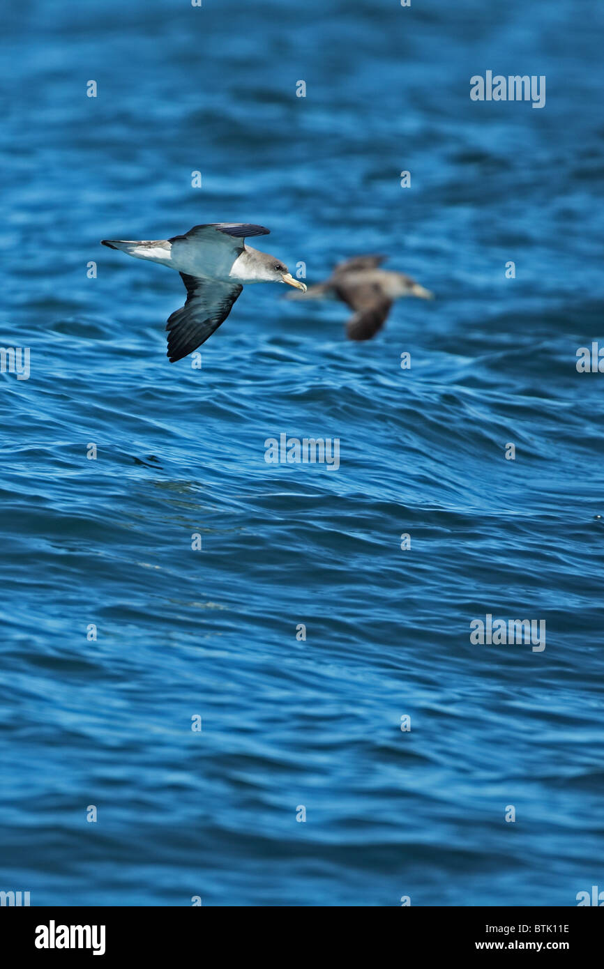 Cory’s Shearwater (Calonectris diomedea borealis Stock Photo - Alamy