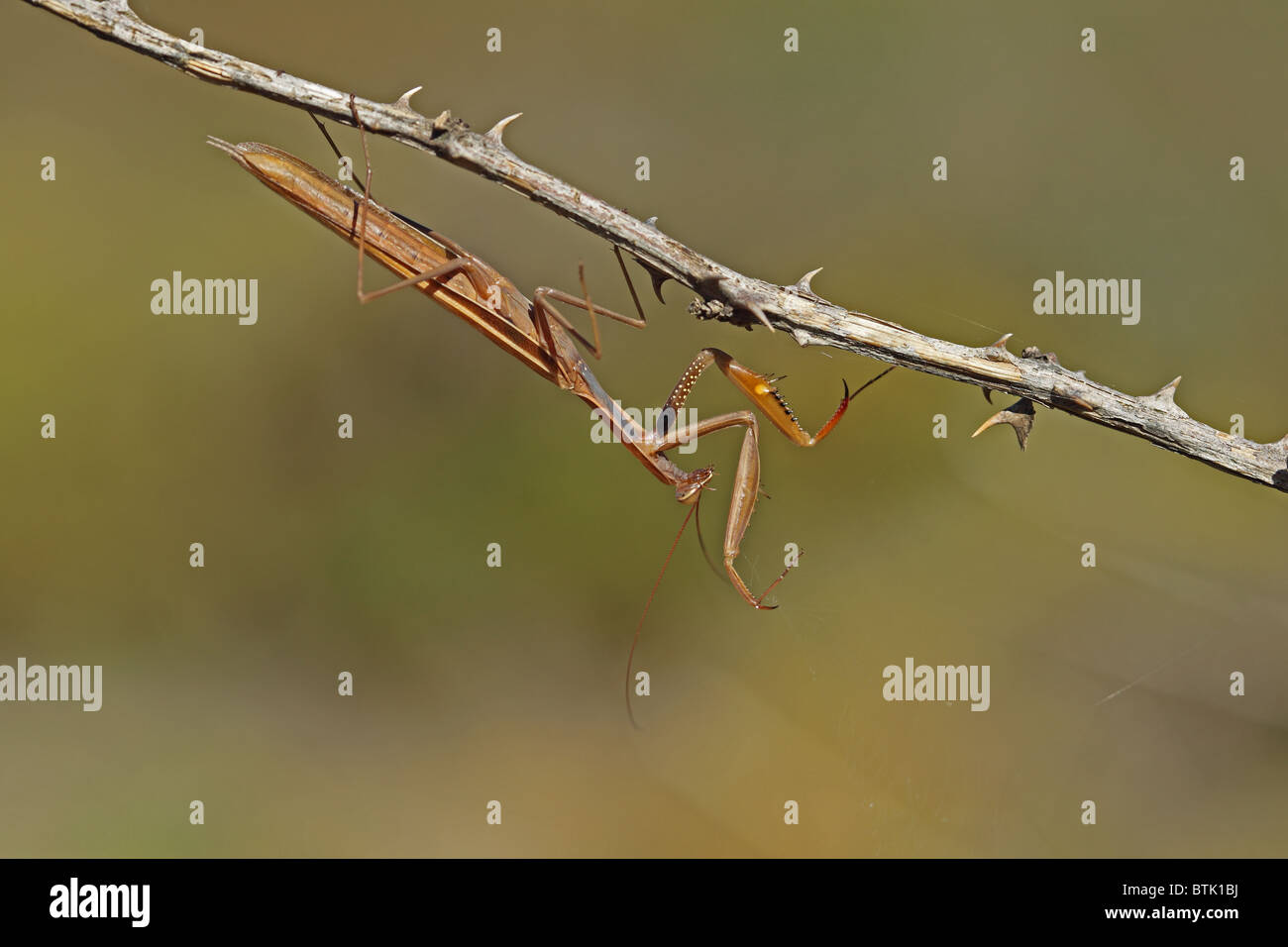 Praying Mantis (Mantis religiosa Stock Photo - Alamy