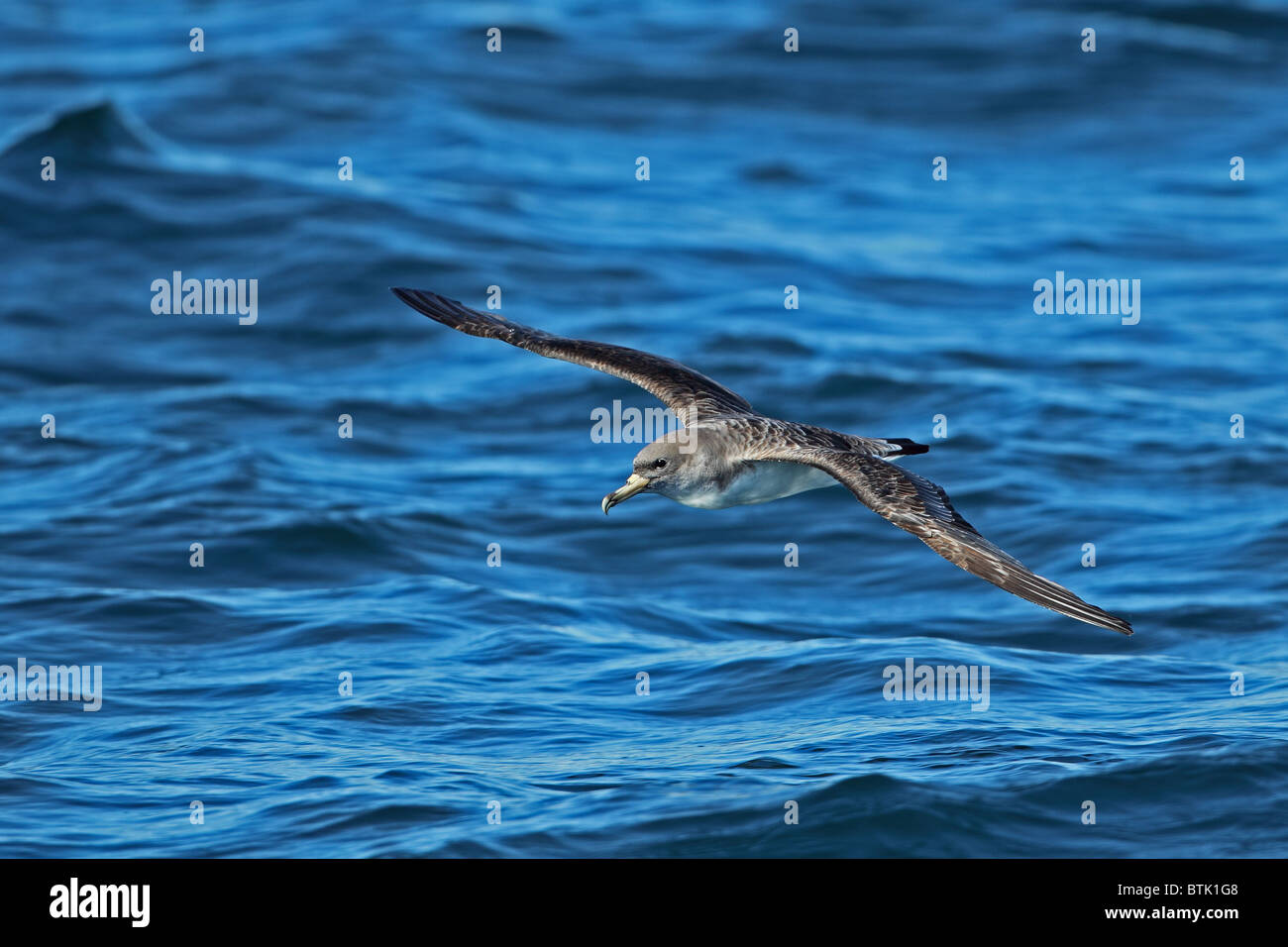 Cory’s Shearwater (Calonectris diomedea borealis Stock Photo - Alamy