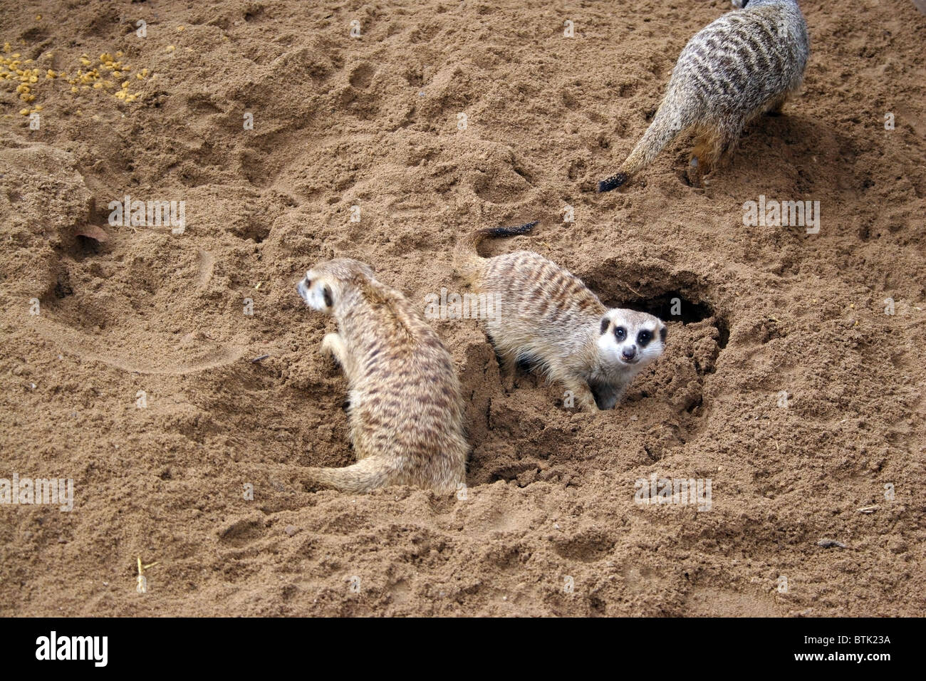 Meer Kat High Resolution Stock Photography and Images - Alamy