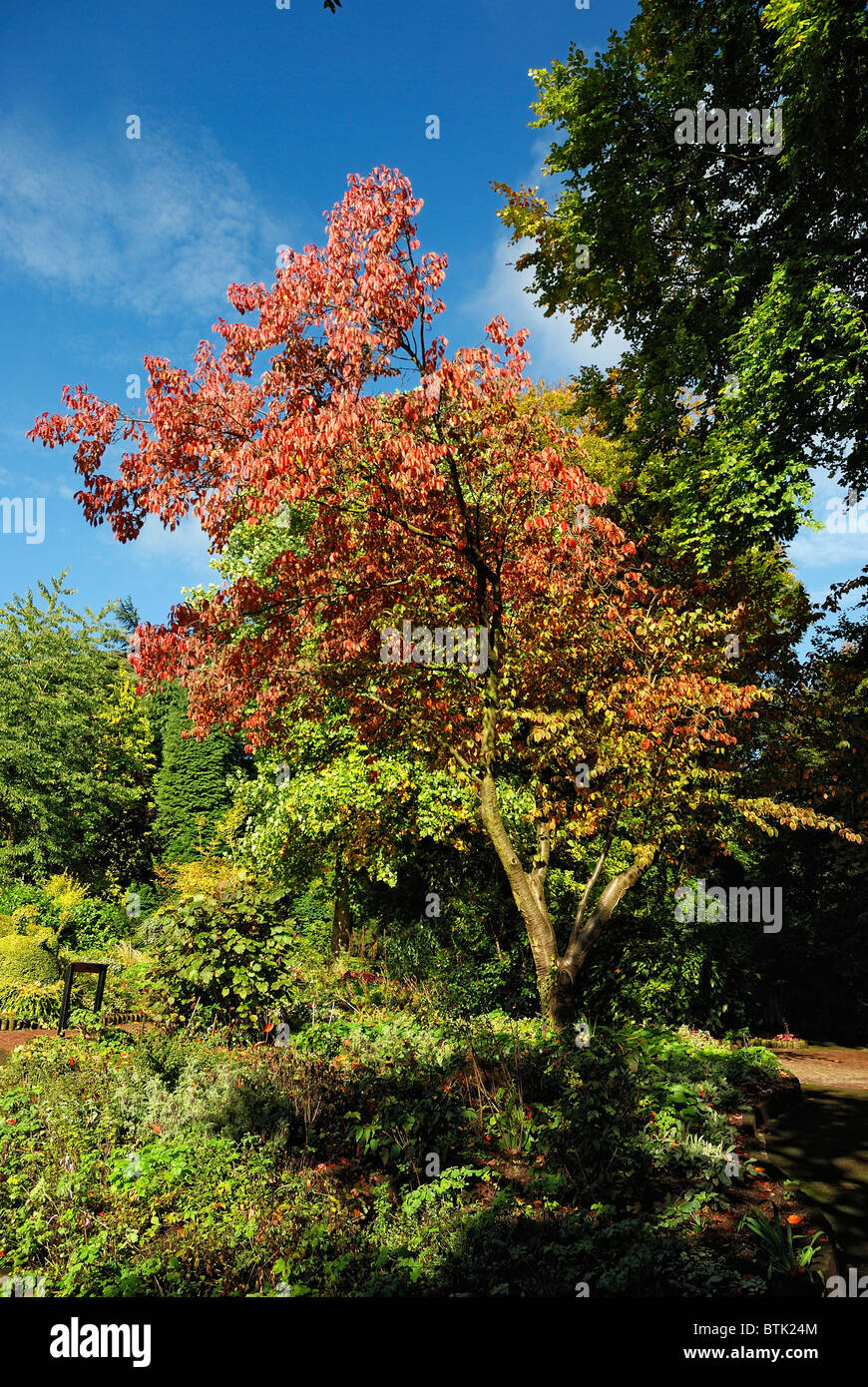 Autumn colours england hi-res stock photography and images - Alamy