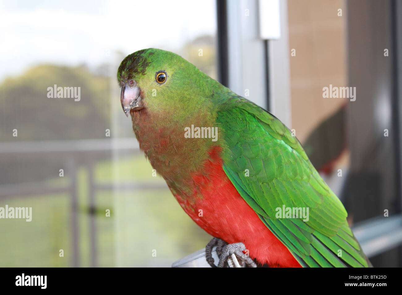 Female King Parrot (Alisterus scapularis) aka King Lory, on a balcony ...