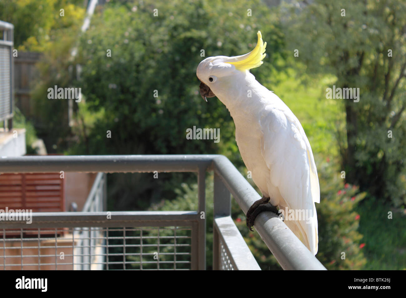 Wild Sulphur-Crested Cockatoo (Cacatua galerita) on a balcony at the ...