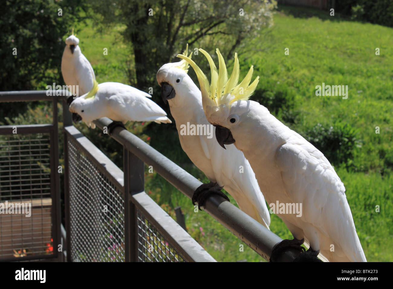 Wild Sulphur-Crested Cockatoos (Cacatua galerita) on a balcony at the ...