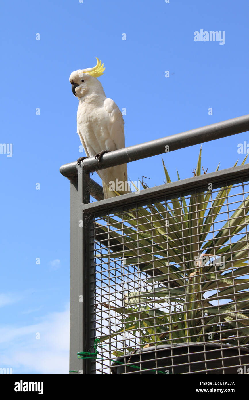 Wild Sulphur-Crested Cockatoo (Cacatua galerita) on a balcony at the ...