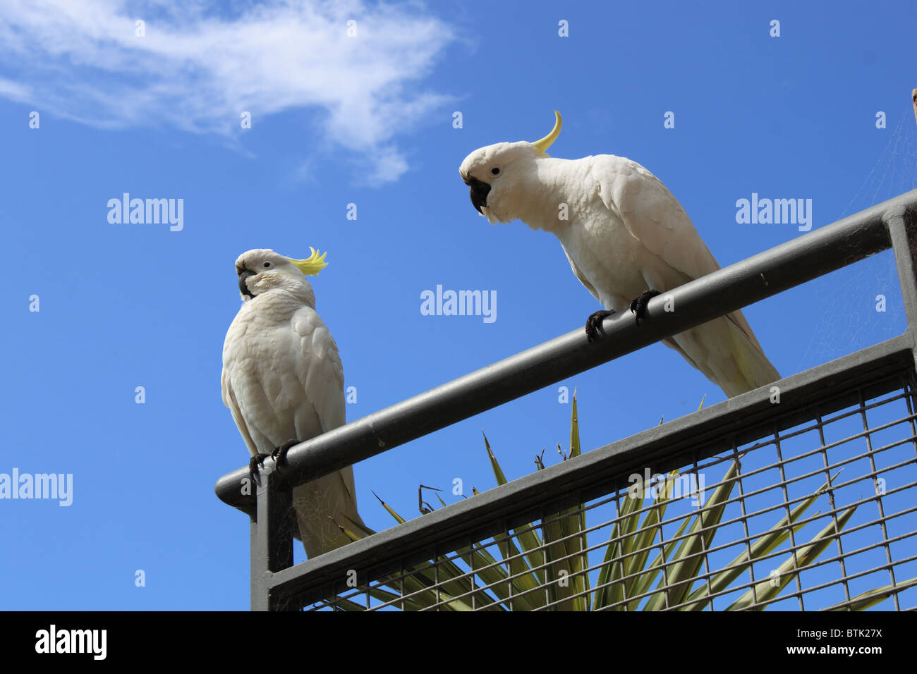 Wild Sulphur-Crested Cockatoos (Cacatua galerita) on a balcony at the ...