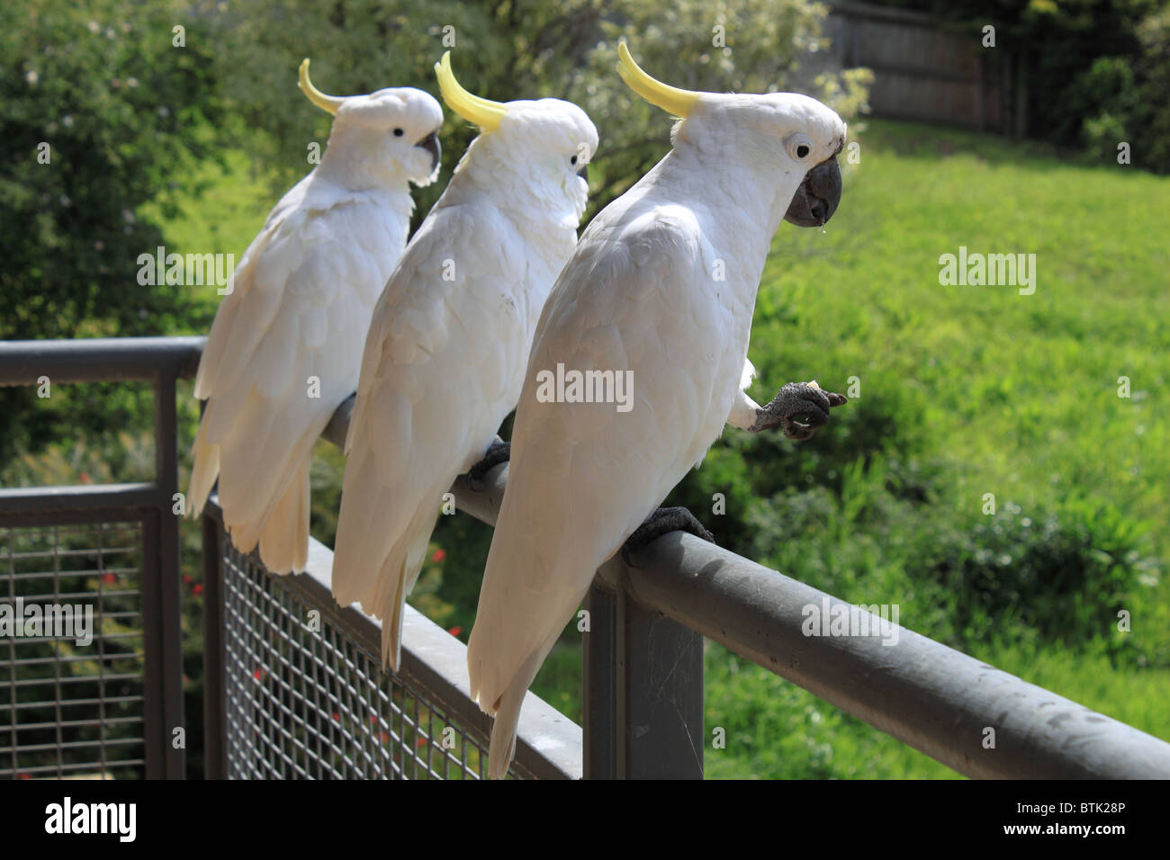 Wild Sulphur-Crested Cockatoos (Cacatua galerita) on a balcony at the ...