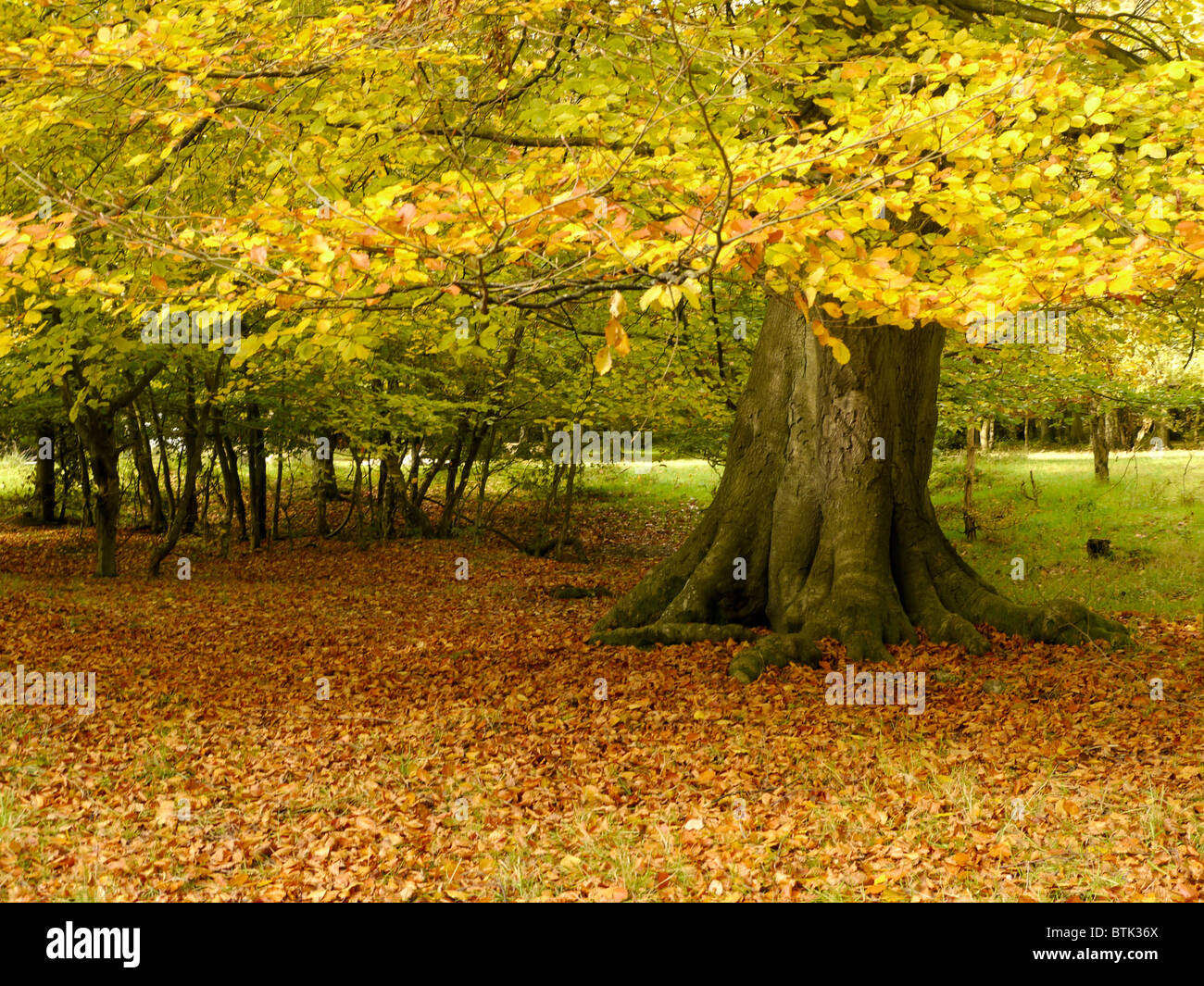 Autumn colour in the woodland on the Ashridge Estate Hertfordshire, UK ...