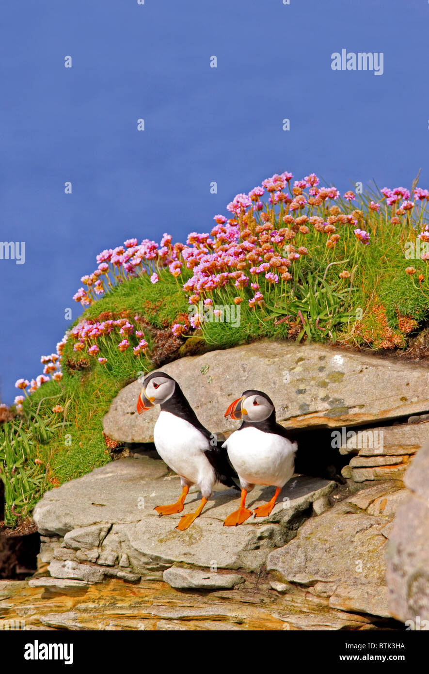 Puffins at nest site burrow and the wild flower of Thrift Stock Photo ...