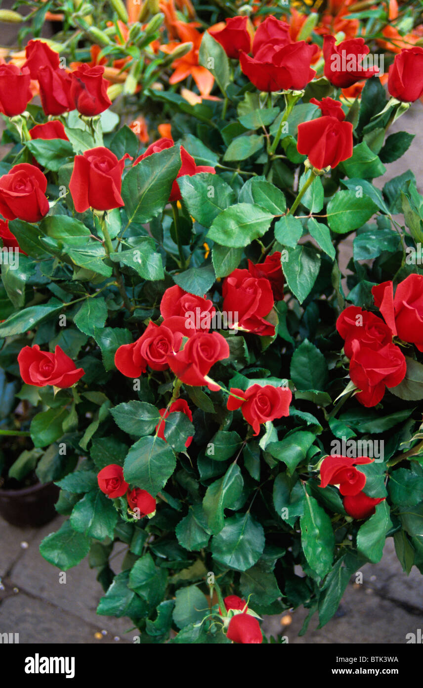 Cut red roses hi-res stock photography and images - Alamy