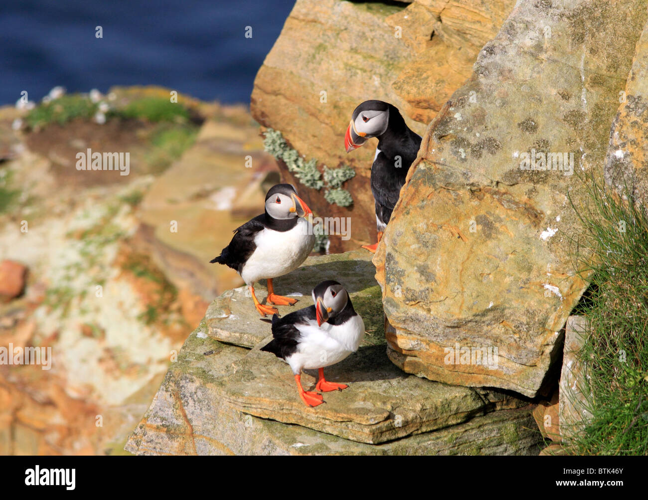 Scottish cliff top hi-res stock photography and images - Alamy
