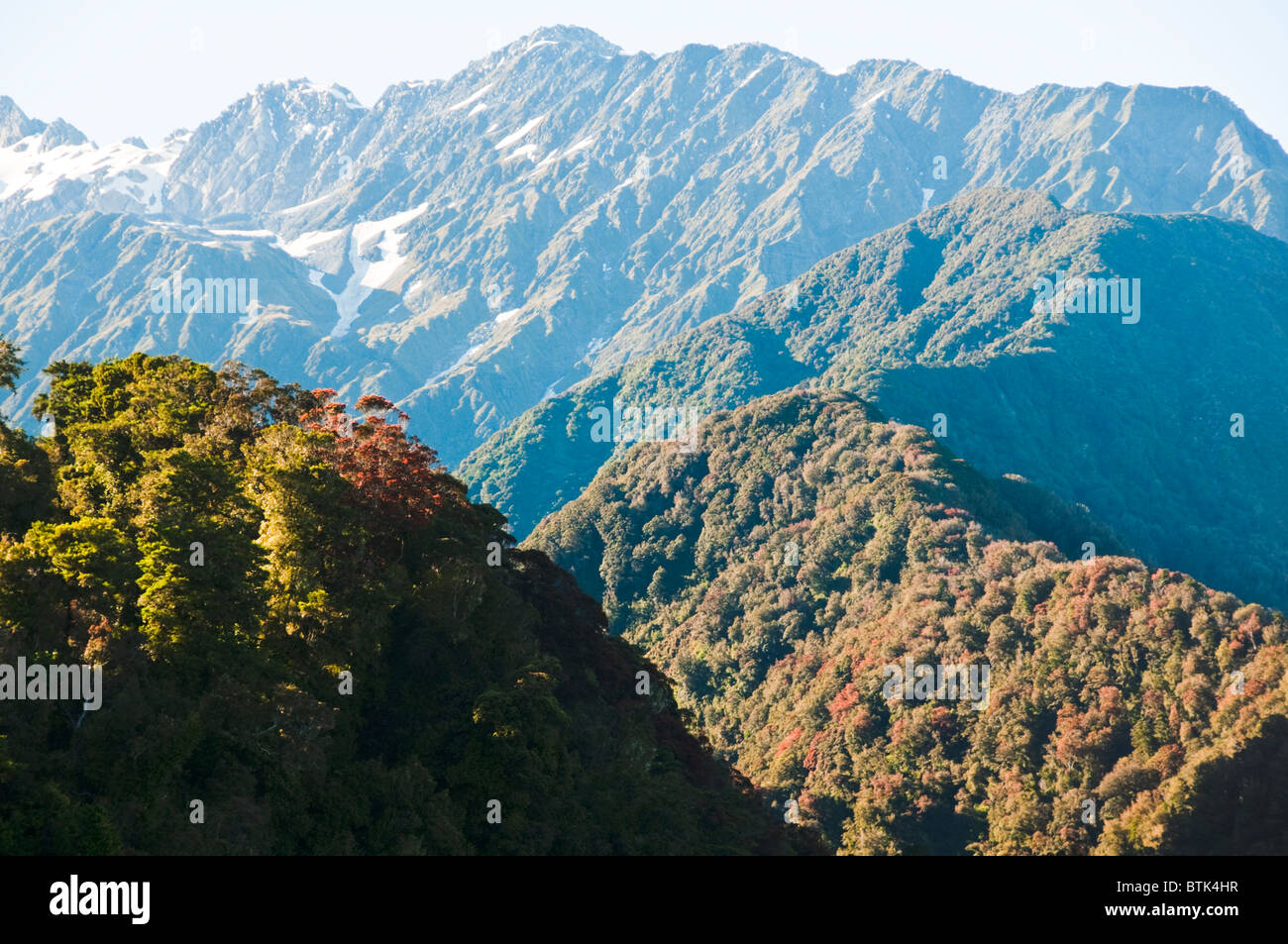 Franz Josef,Town,Snow Capped Peaks of Southern Alps, Rata Trees in ...