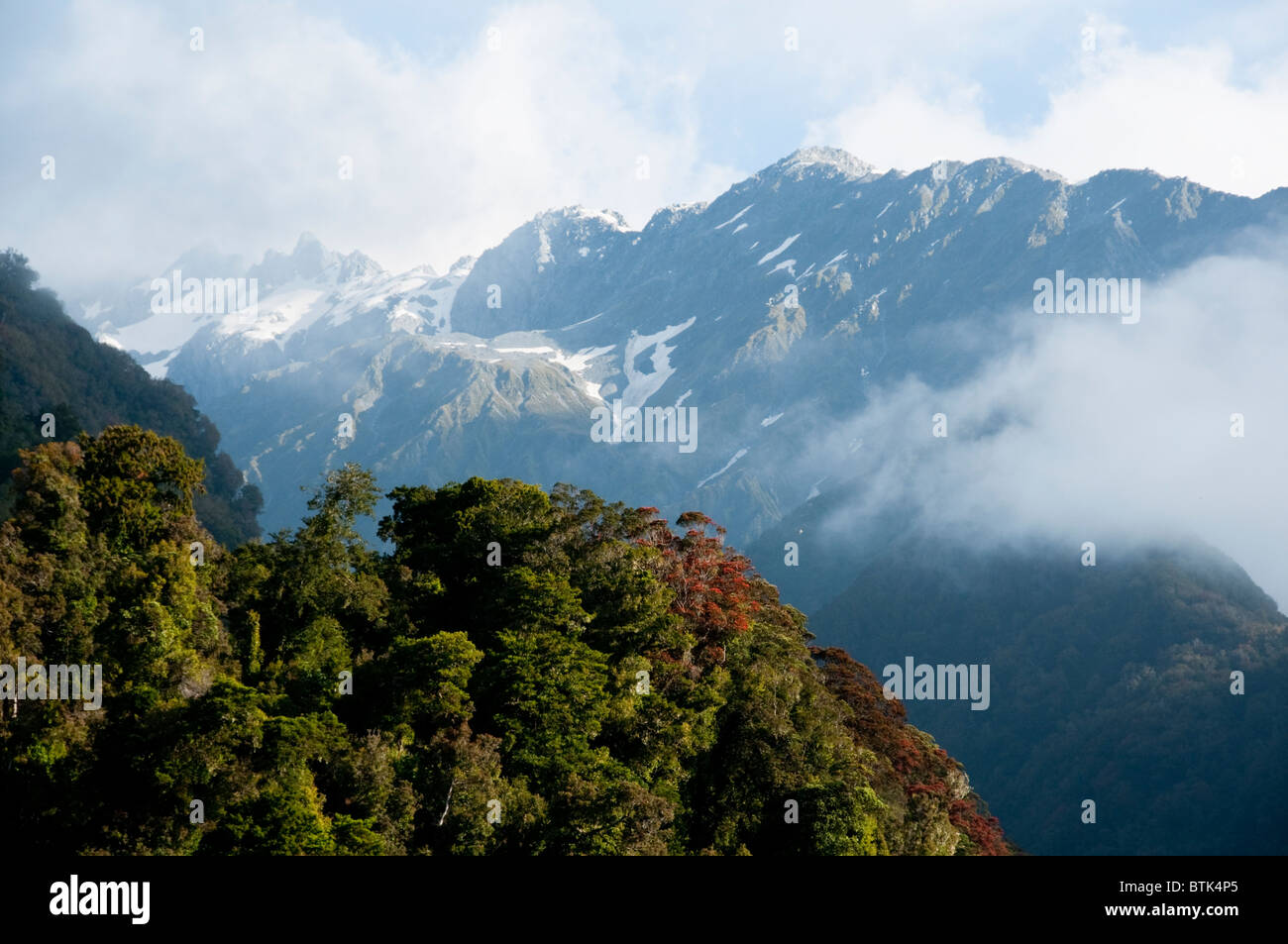 Franz Josef,Town,Snow Capped Peaks of Southern Alps, Rata Trees in ...