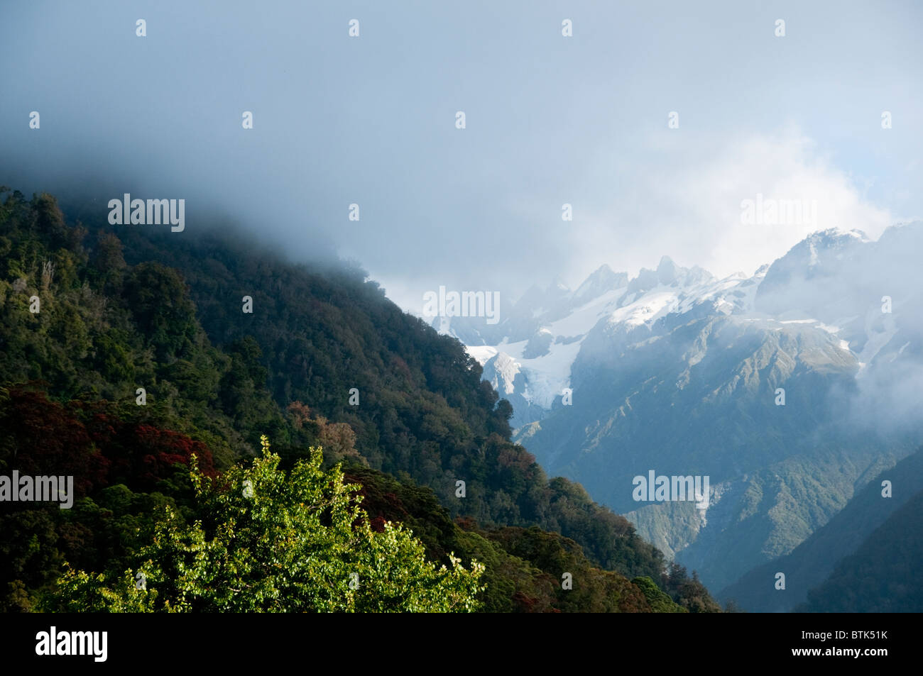 Franz Josef,Town,Snow Capped Peaks of Southern Alps, Rata Trees in ...