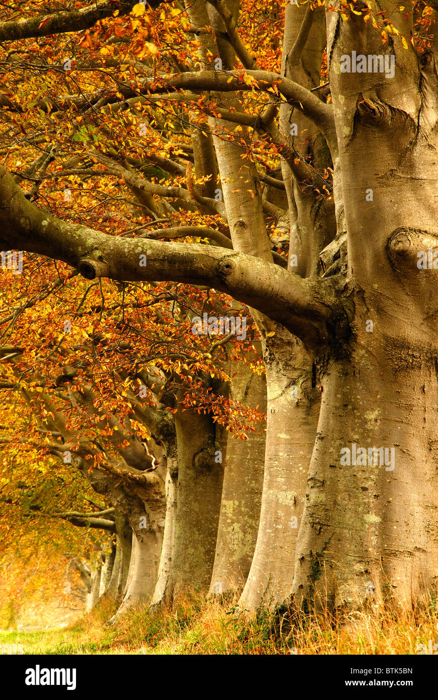 The famous Beech Avenue at Kingston Lacy, autumn. Near Wimborne, Dorset ...