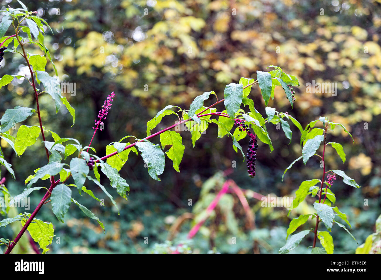 Close-up Pokeweed plant Stock Photo - Alamy