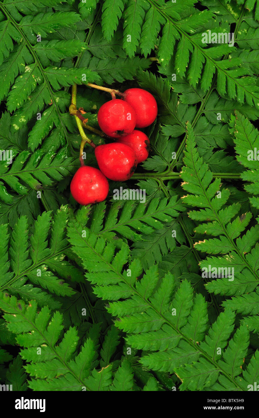 Red fern hi-res stock photography and images - Alamy
