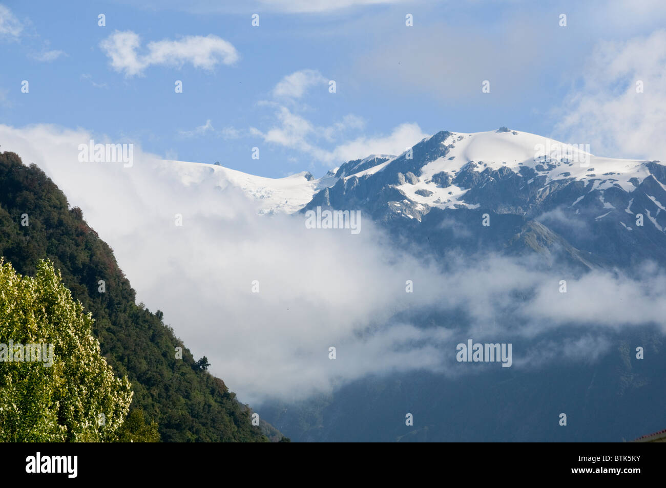 Franz Josef,Town,Snow Capped Peaks of Southern Alps, Rata Trees in ...