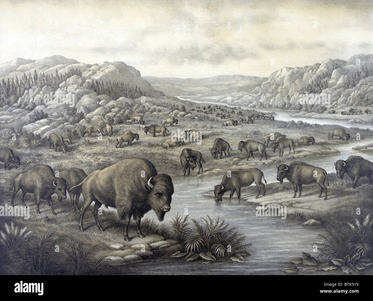 Buffalo drawing hi-res stock photography and images - Alamy