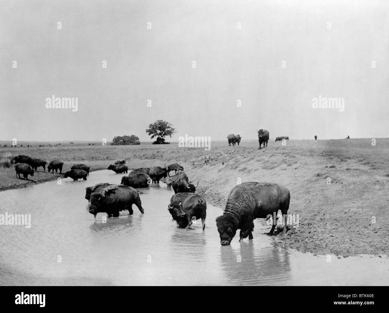 Buffalo at water. A herd of bison at a lake in Yellowstone National ...