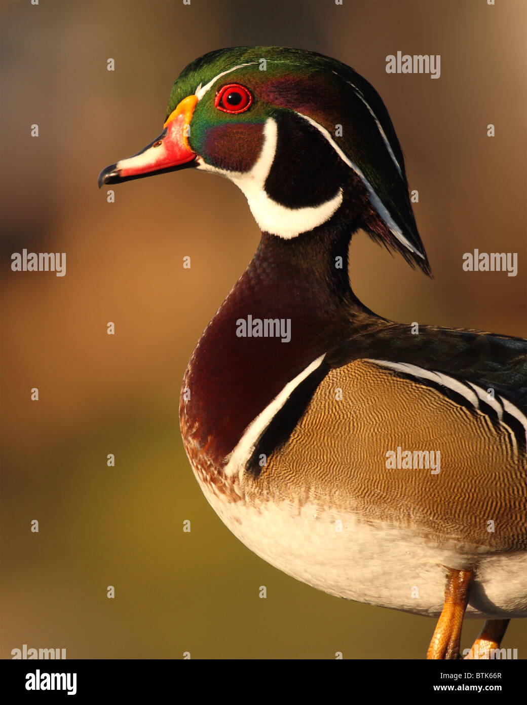 Wood duck drake hi-res stock photography and images - Alamy