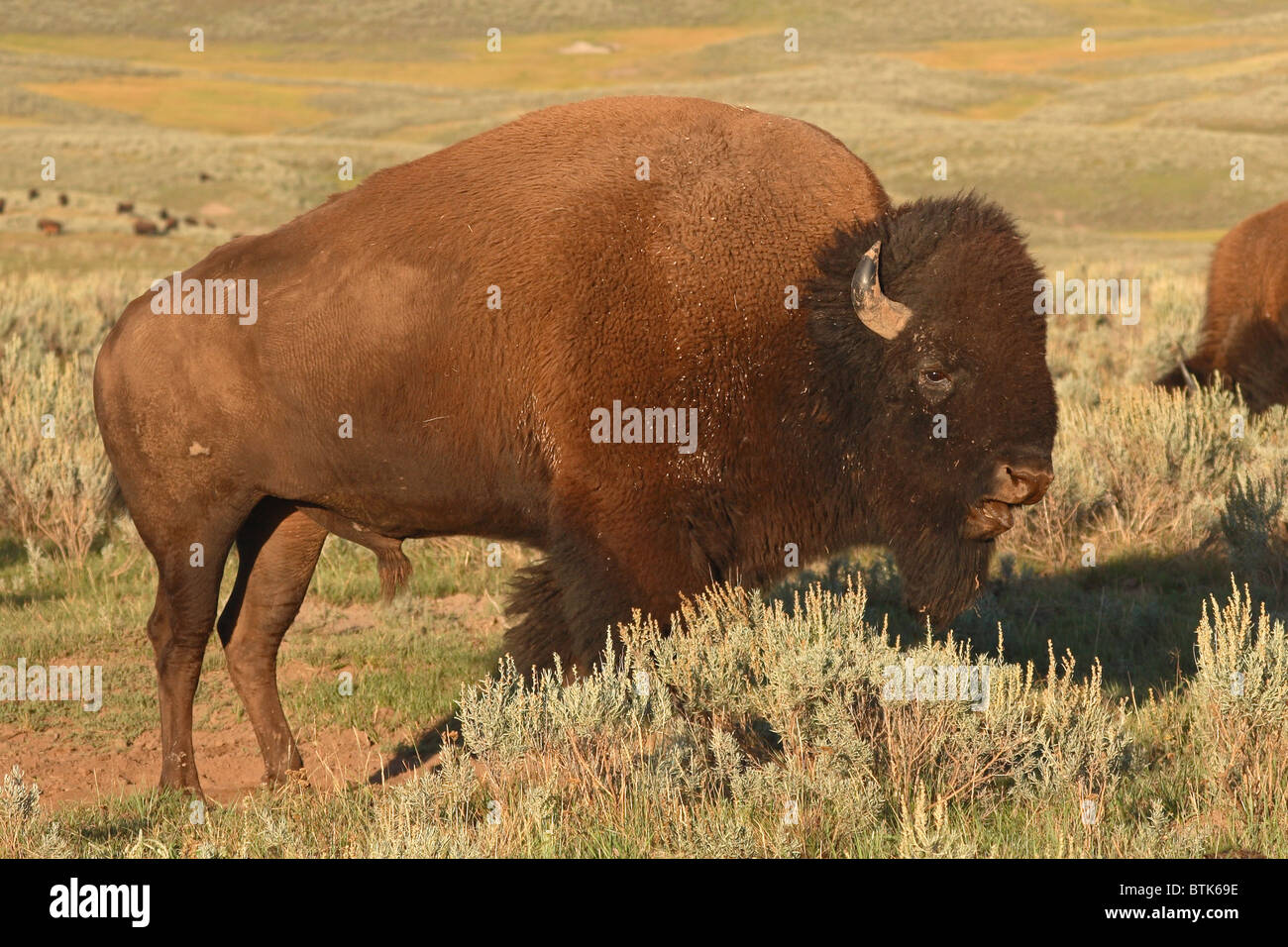 Yellowstone bison calling hi-res stock photography and images - Alamy