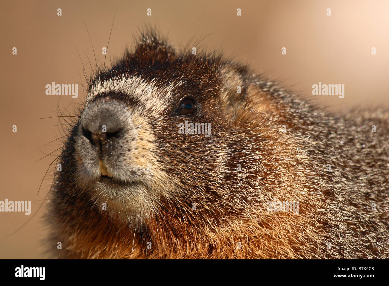 A close portrait of a Yellow-bellied Marmot Stock Photo - Alamy