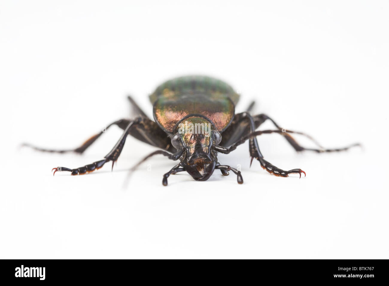 Carabus monilis hi-res stock photography and images - Alamy