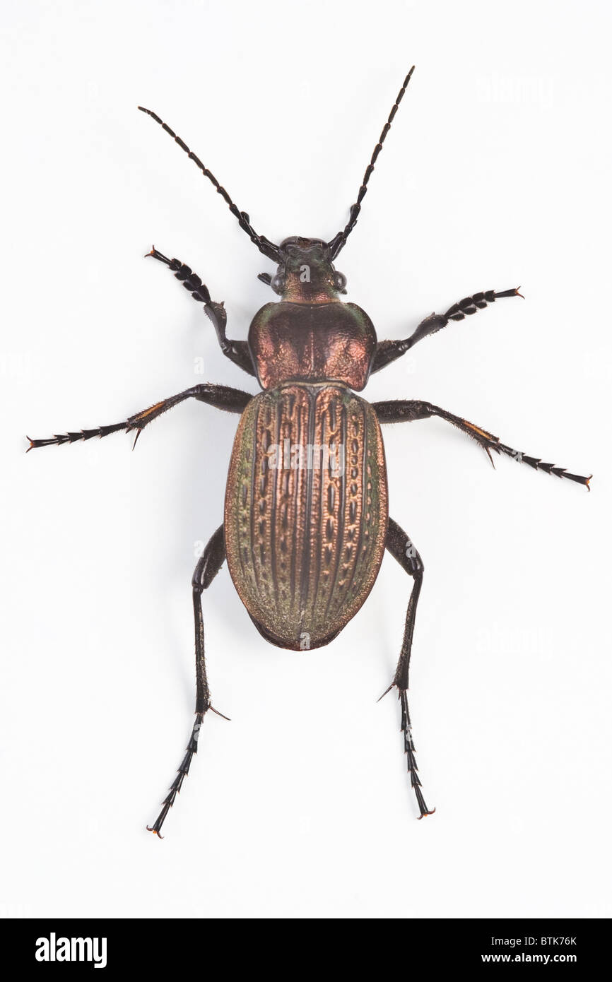Carabus hi-res stock photography and images - Alamy