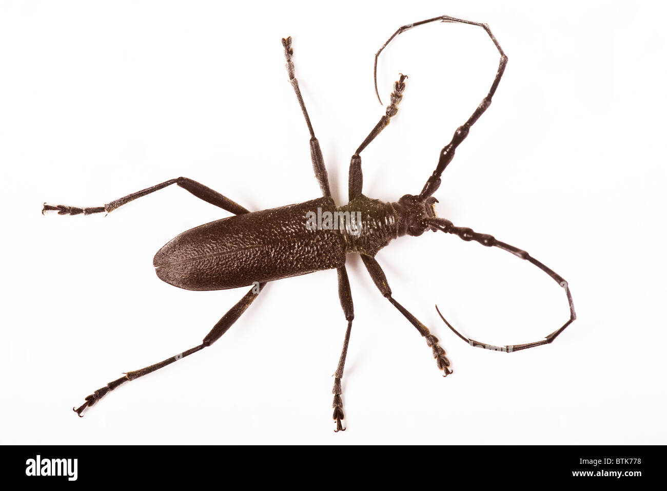 great capricorn beetle (Cerambyx cerdo Stock Photo - Alamy