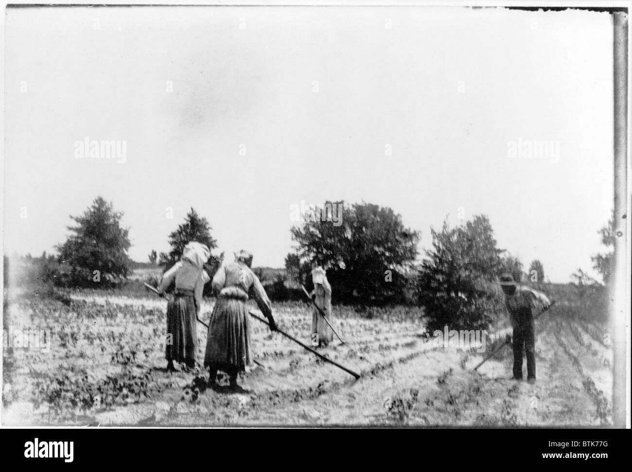 African American farmers, three women and one man, hoeing a field ...