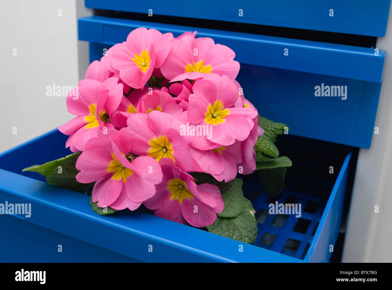 flowers in cabinet drawer Stock Photo - Alamy