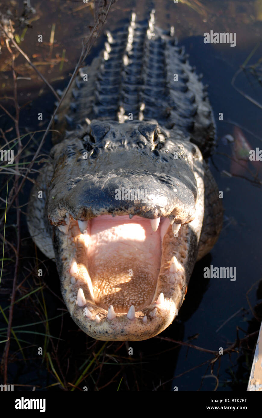 Alligator in Everglades national park Florida USA Stock Photo - Alamy