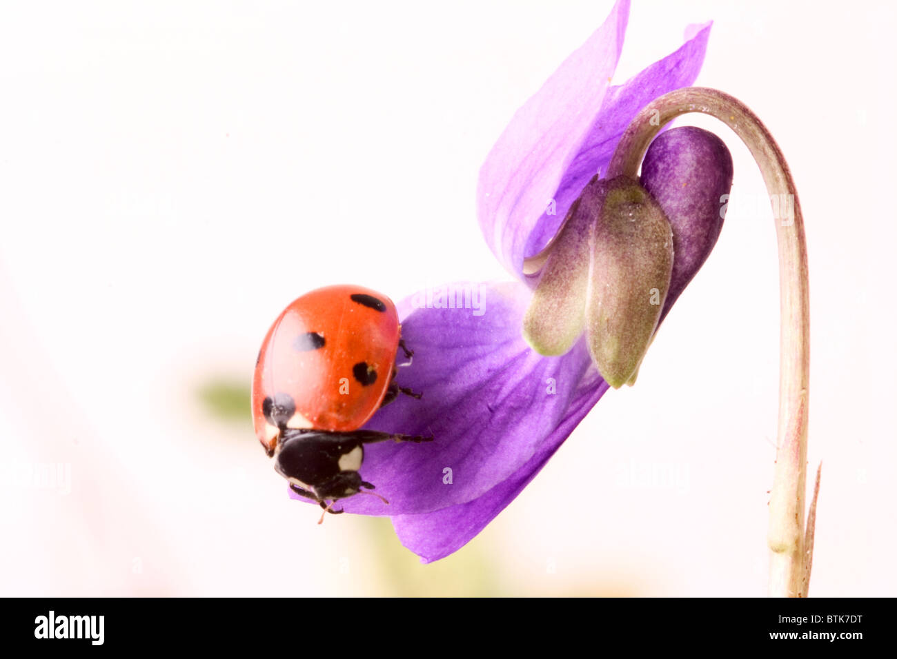 Lady bird luck hi-res stock photography and images - Alamy