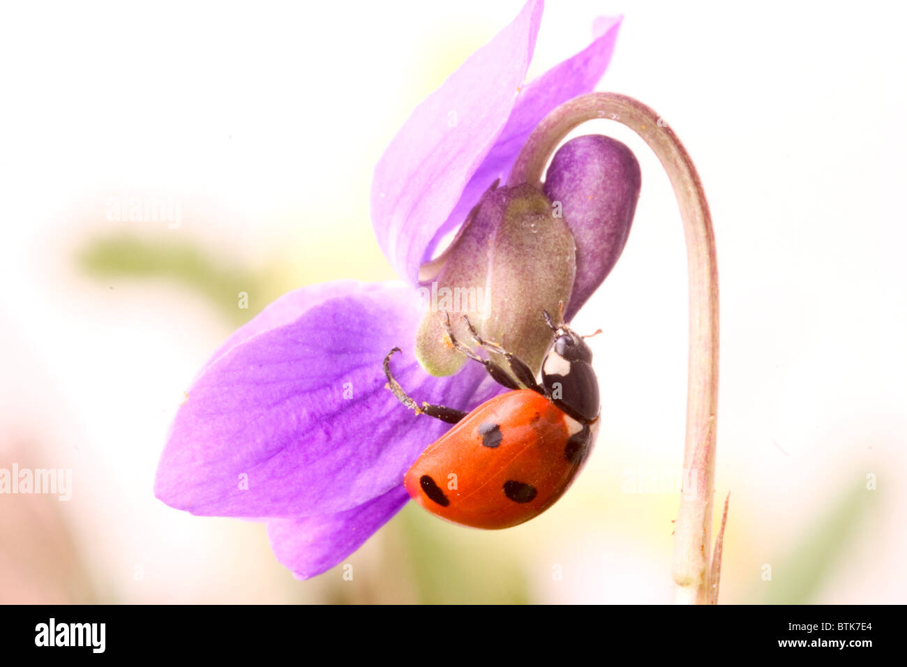 Ladybug on a violet Stock Photo - Alamy