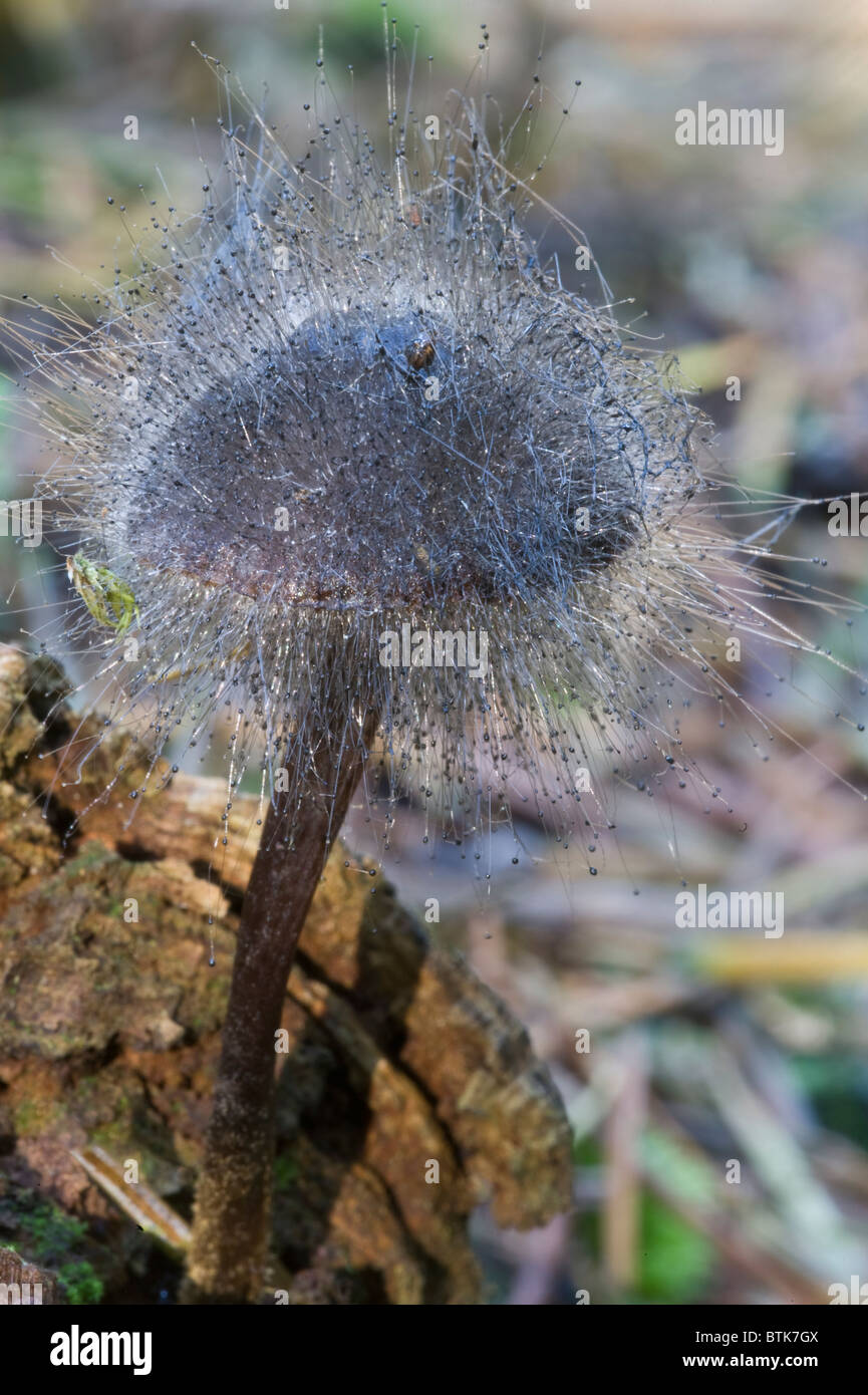 Pin mould hi-res stock photography and images - Alamy