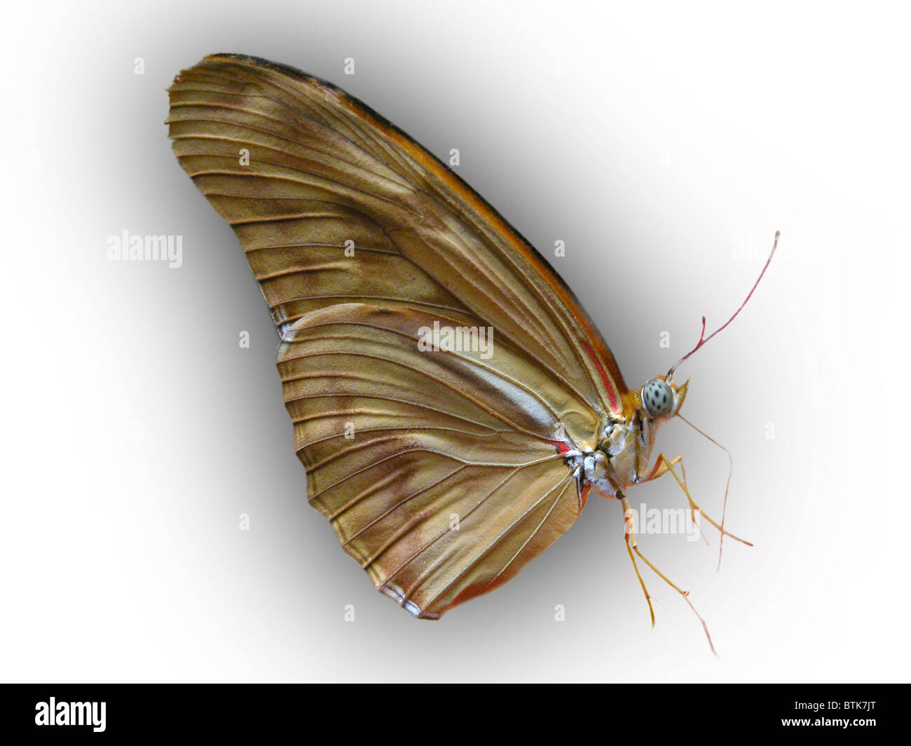 Butterfly, torch (Dryas julia Stock Photo - Alamy