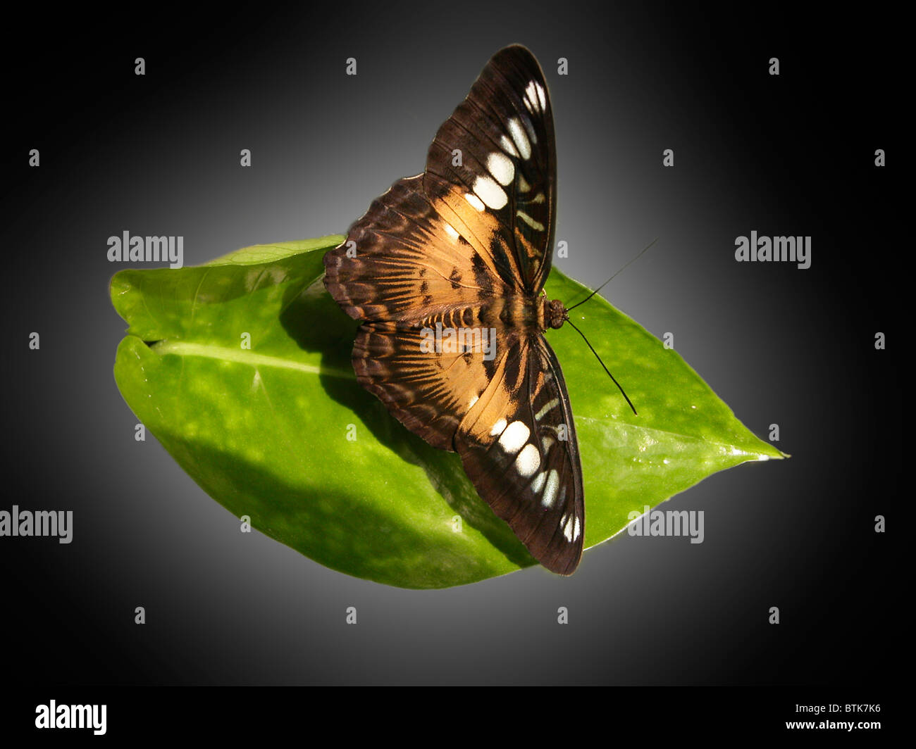 Butterfly movement hi-res stock photography and images - Alamy