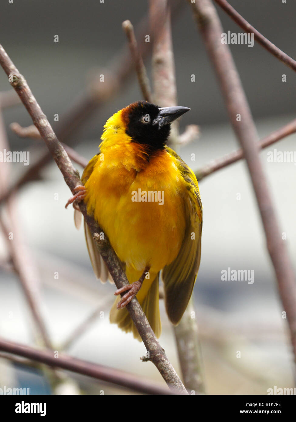 Yellow passerine hi-res stock photography and images - Alamy