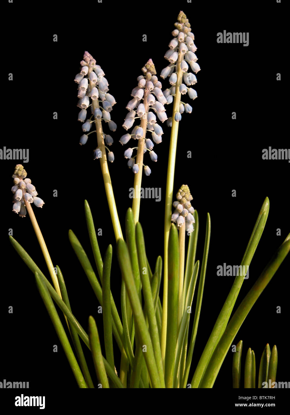 With muscari botryoides hi-res stock photography and images - Alamy