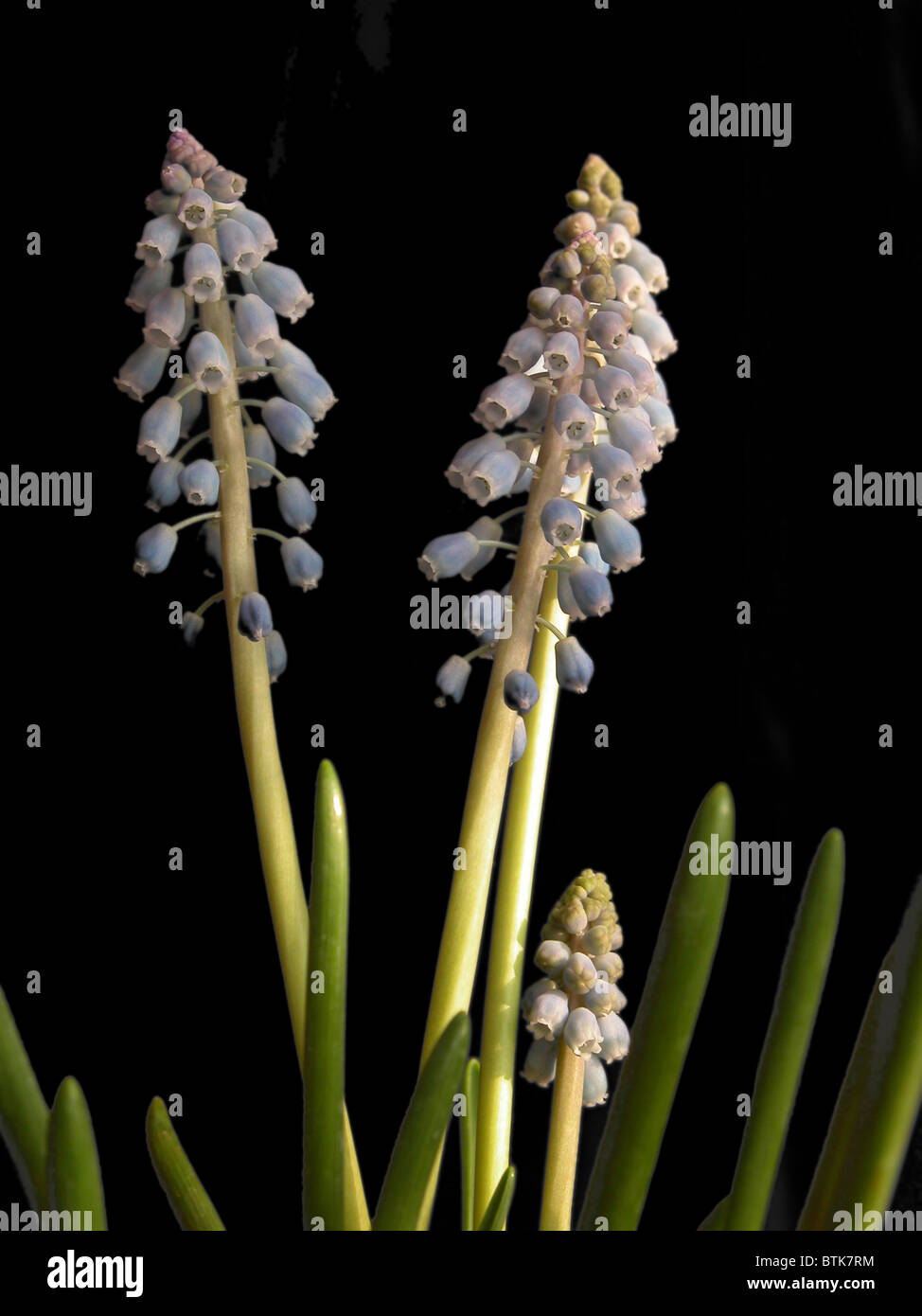 With muscari botryoides hi-res stock photography and images - Alamy
