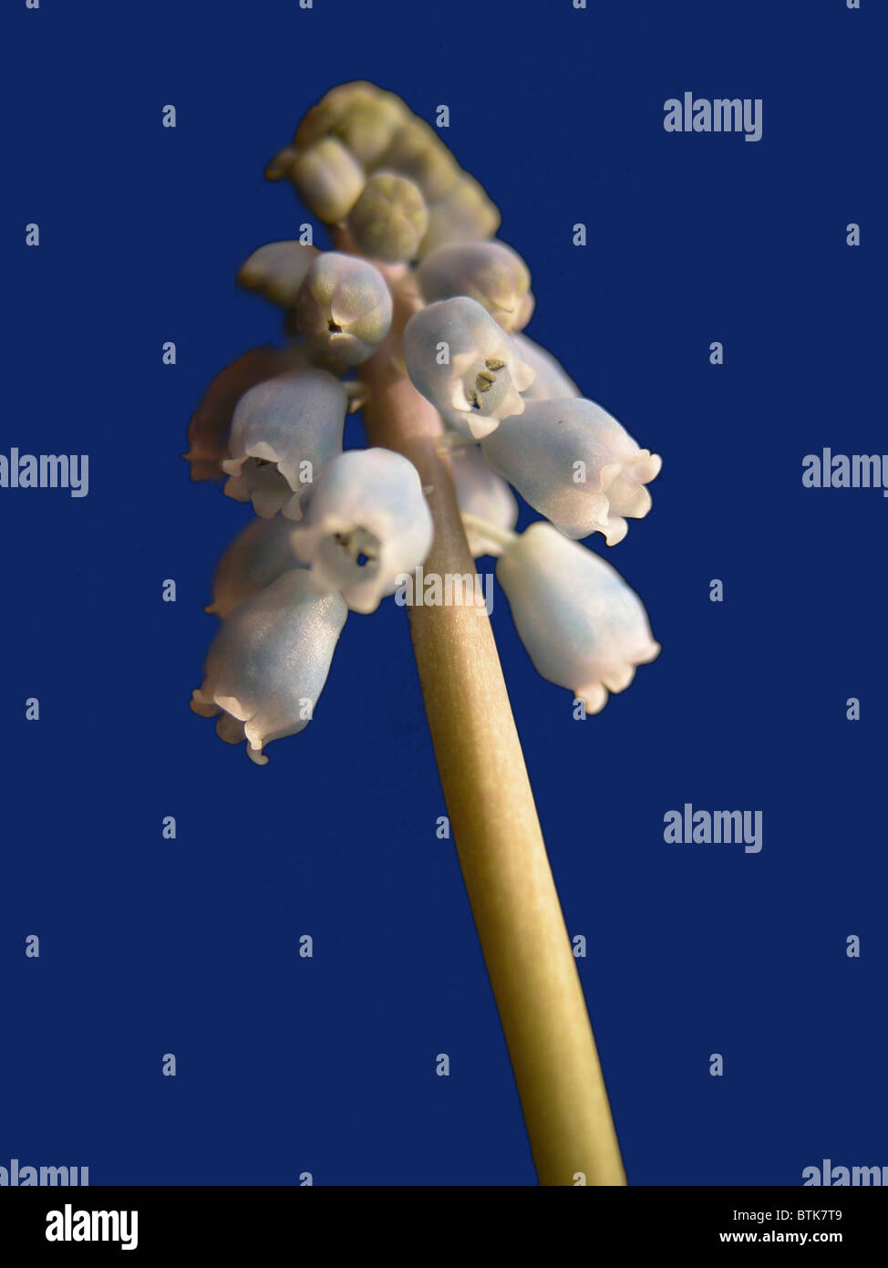 With muscari botryoides hi-res stock photography and images - Alamy