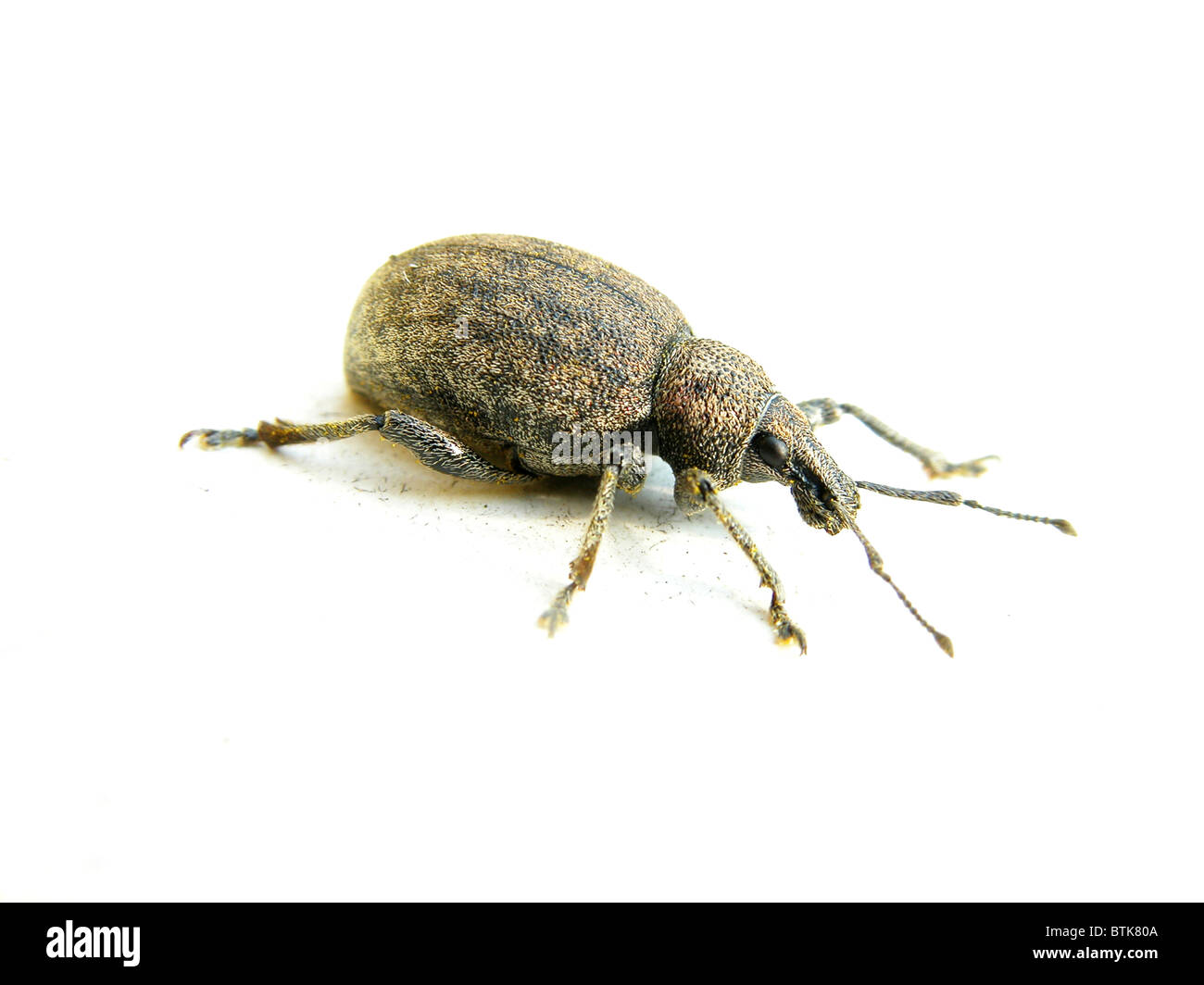 Nut weevil hi-res stock photography and images - Alamy