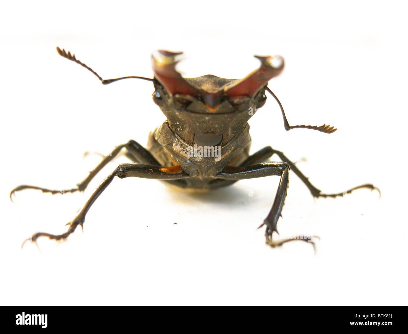 Beetle body parts hi-res stock photography and images - Alamy