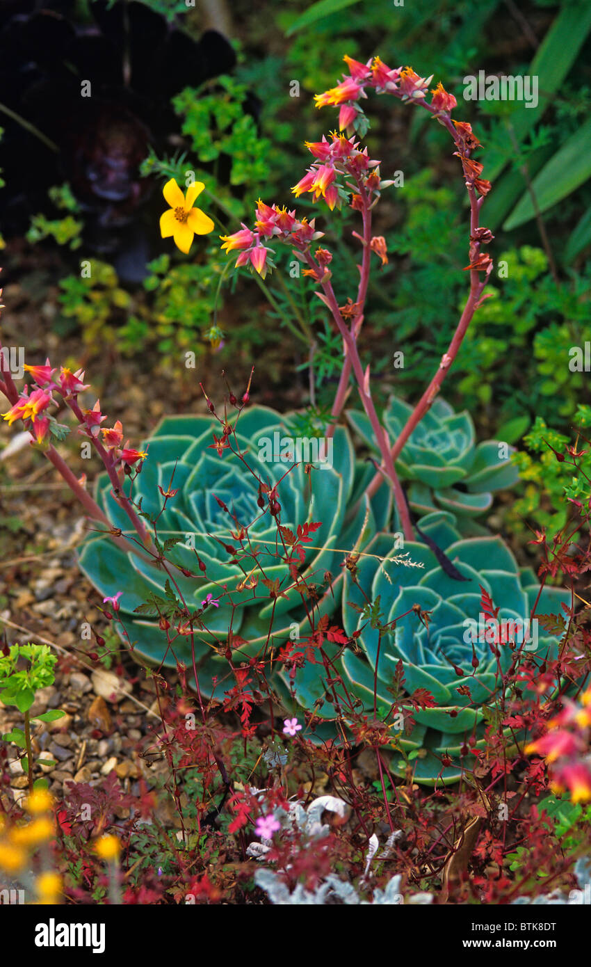 Echeveria secunda hi-res stock photography and images - Alamy