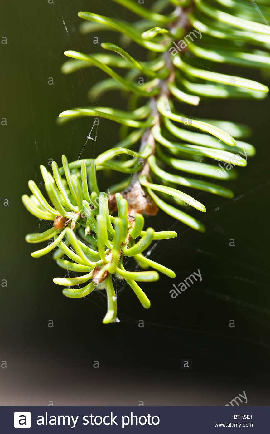 Balsam Fir Stock Photos & Balsam Fir Stock Images - Alamy